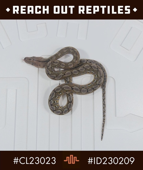 Sd Platinum Anery N/a Reticulated Python by Reach Out Reptiles LLC