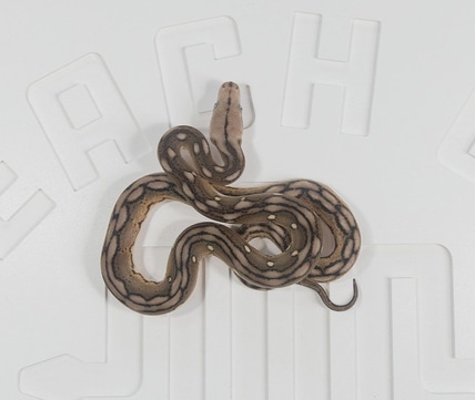 Reach Out Reptiles LLC - MorphMarket