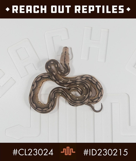 D Motley Tiger 100% Het Albino 100% Anery Reticulated Python by Reach ...