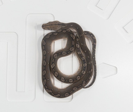 Reach Out Reptiles LLC - MorphMarket