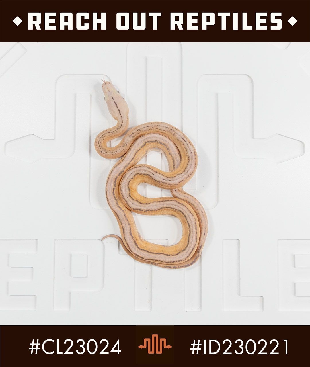 Dwarf Orange Glow Motley Tiger Reticulated Python by Reach Out Reptiles ...