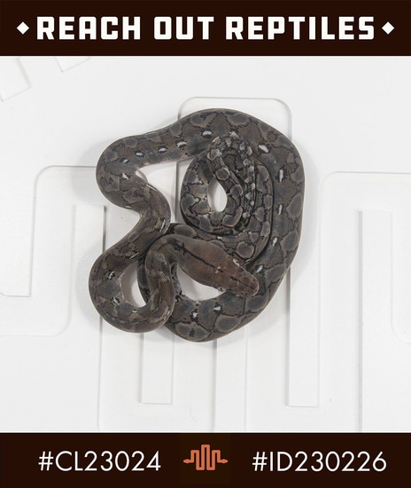 D Anery 100% Het Albino Reticulated Python by Reach Out Reptiles LLC