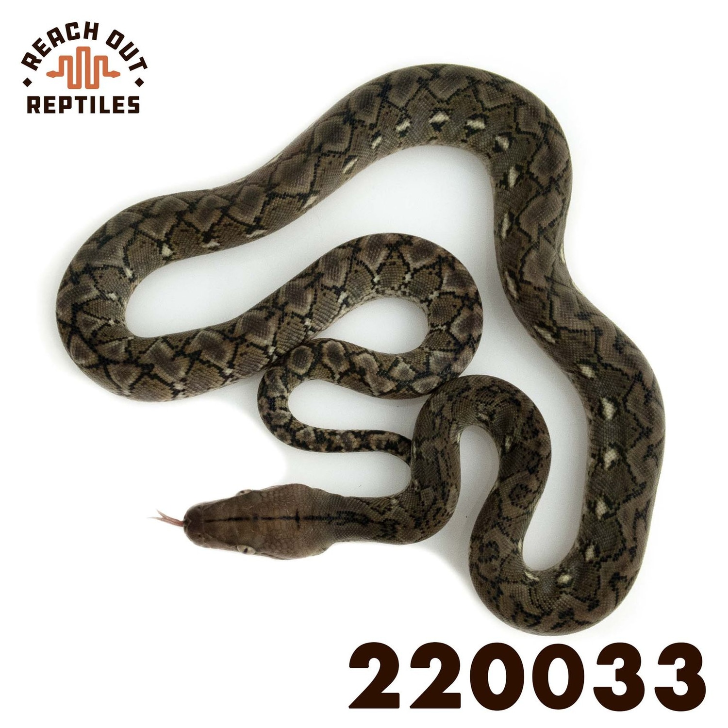 Super Dwarf Anery Reticulated Python by Reach Out Reptiles LLC ...