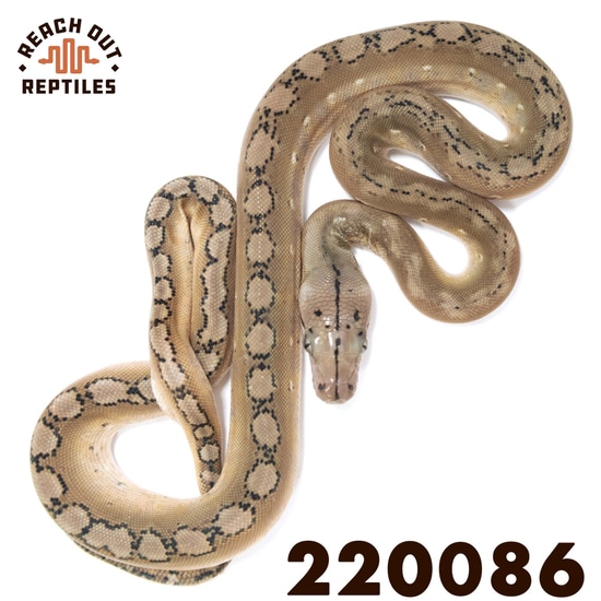 Sd Platinum Motley Reticulated Python by Reach Out Reptiles LLC