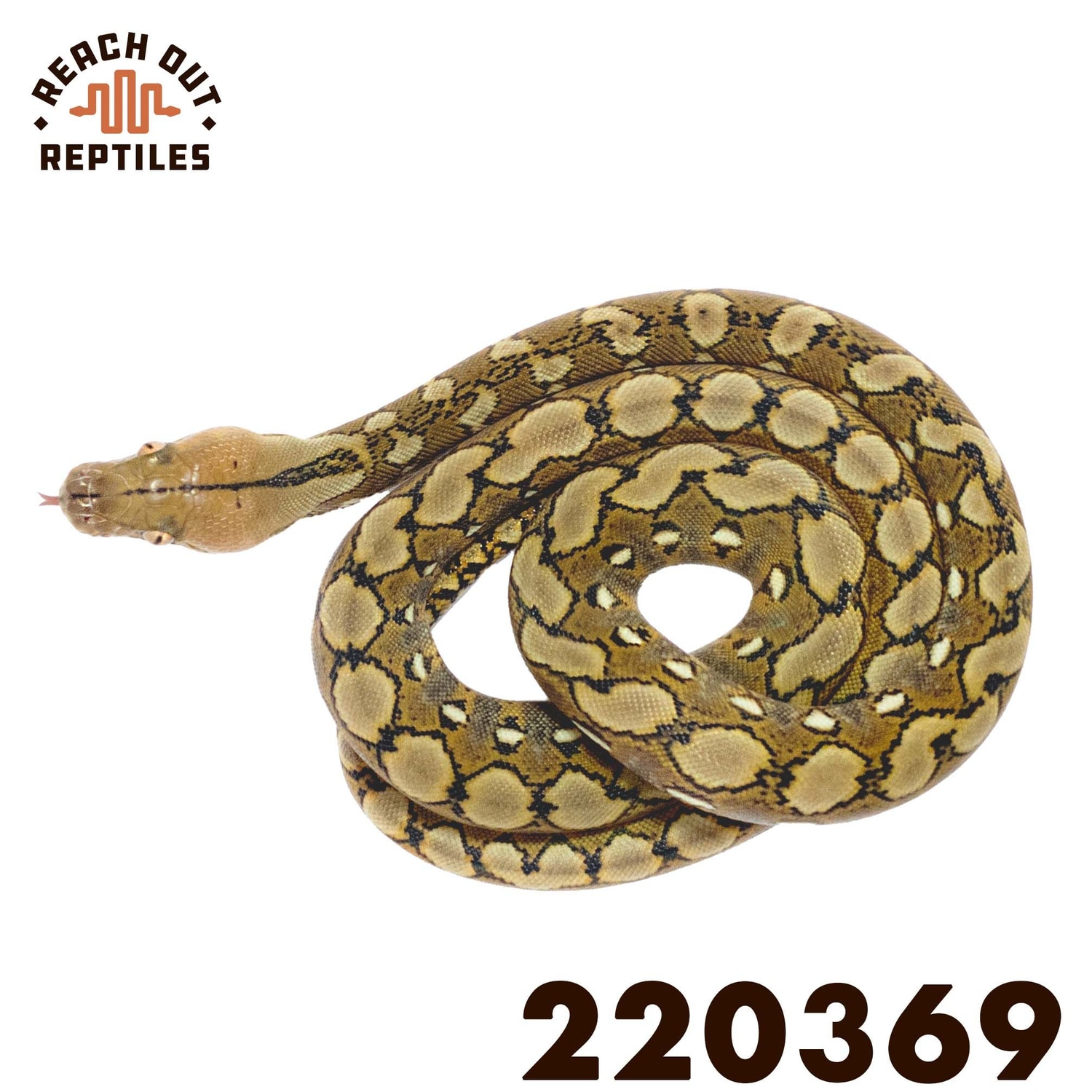 Sd Hogs Reticulated Python by Reach Out Reptiles LLC - MorphMarket