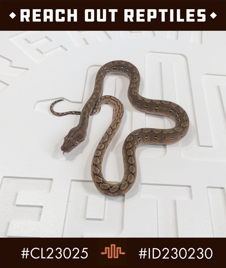 Sd Platinum 100% Het Anery Reticulated Python by Reach Out Reptiles LLC