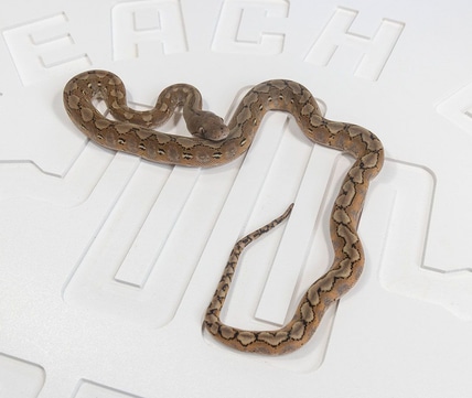 Dwarf Sun Tiger Reticulated Python by Reach Out Reptiles LLC - MorphMarket