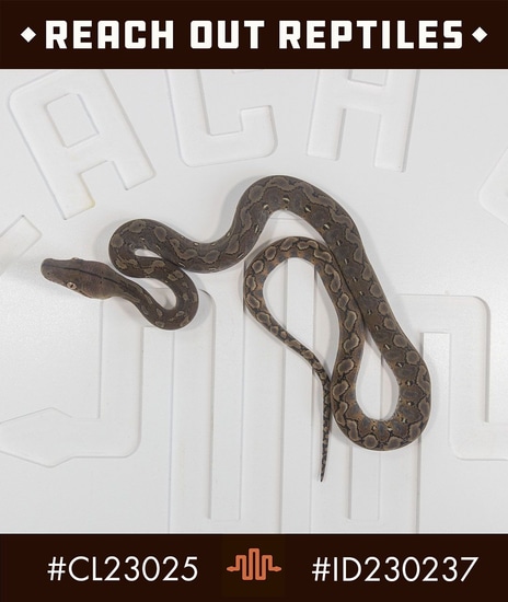 Sd Wild Type 100% Het Anery Reticulated Python by Reach Out Reptiles LLC