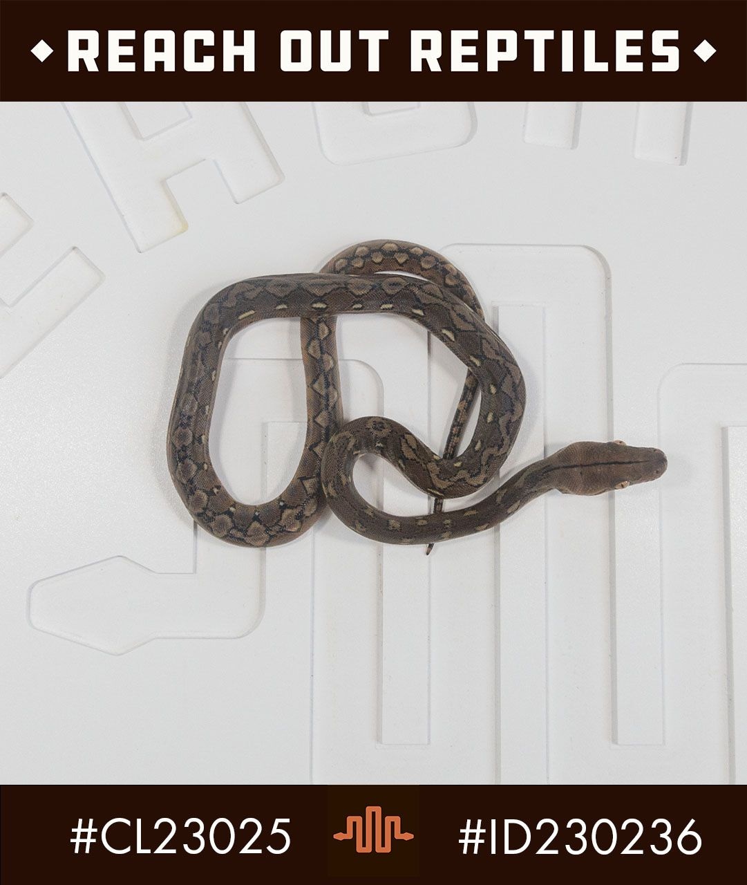 Sd Wild Type Reticulated Python by Reach Out Reptiles LLC - MorphMarket