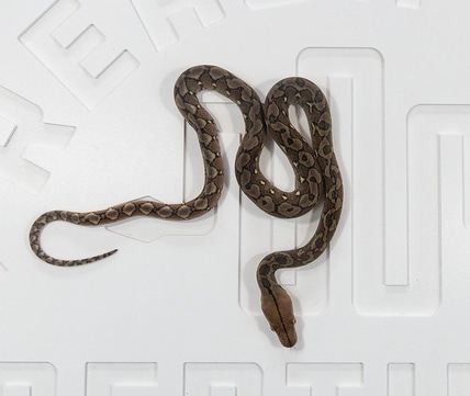 Super Dwarf Hogs Reticulated Python by Reach Out Reptiles LLC - MorphMarket