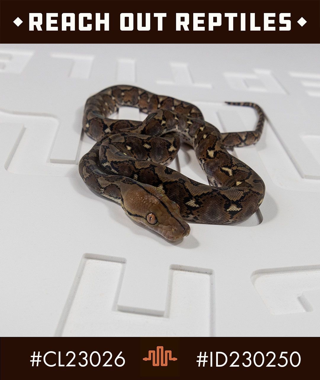 Dwarf Wild Type Reticulated Python by Reach Out Reptiles LLC - MorphMarket