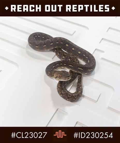 Super Dwarf Hogs Reticulated Python by Reach Out Reptiles LLC