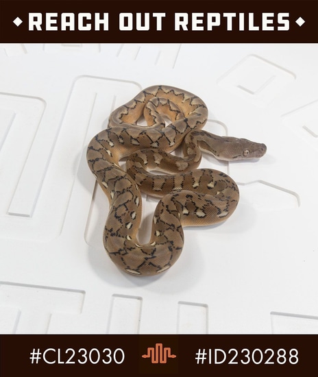 Sd Platinum Citron 100% Het Titanium Reticulated Python by Reach Out ...