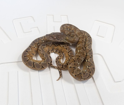 Sd Anery Gc Sun Tiger Pos Platinum Reticulated Python by Reach Out ...