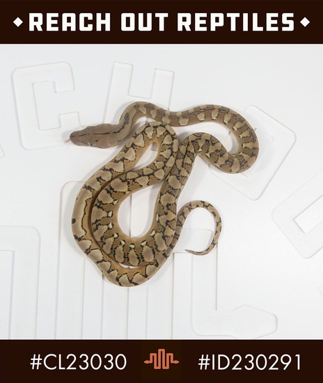 Sd Platinum Citron 100% Het Titanium Reticulated Python by Reach Out ...