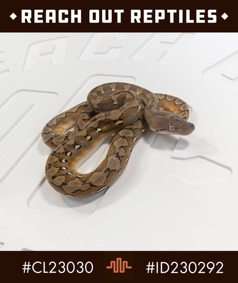 Sd Platinum Citron 100% Het Titanium Reticulated Python by Reach Out ...