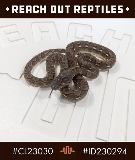 Sd Citron 100% Het Titanium Reticulated Python by Reach Out Reptiles LLC