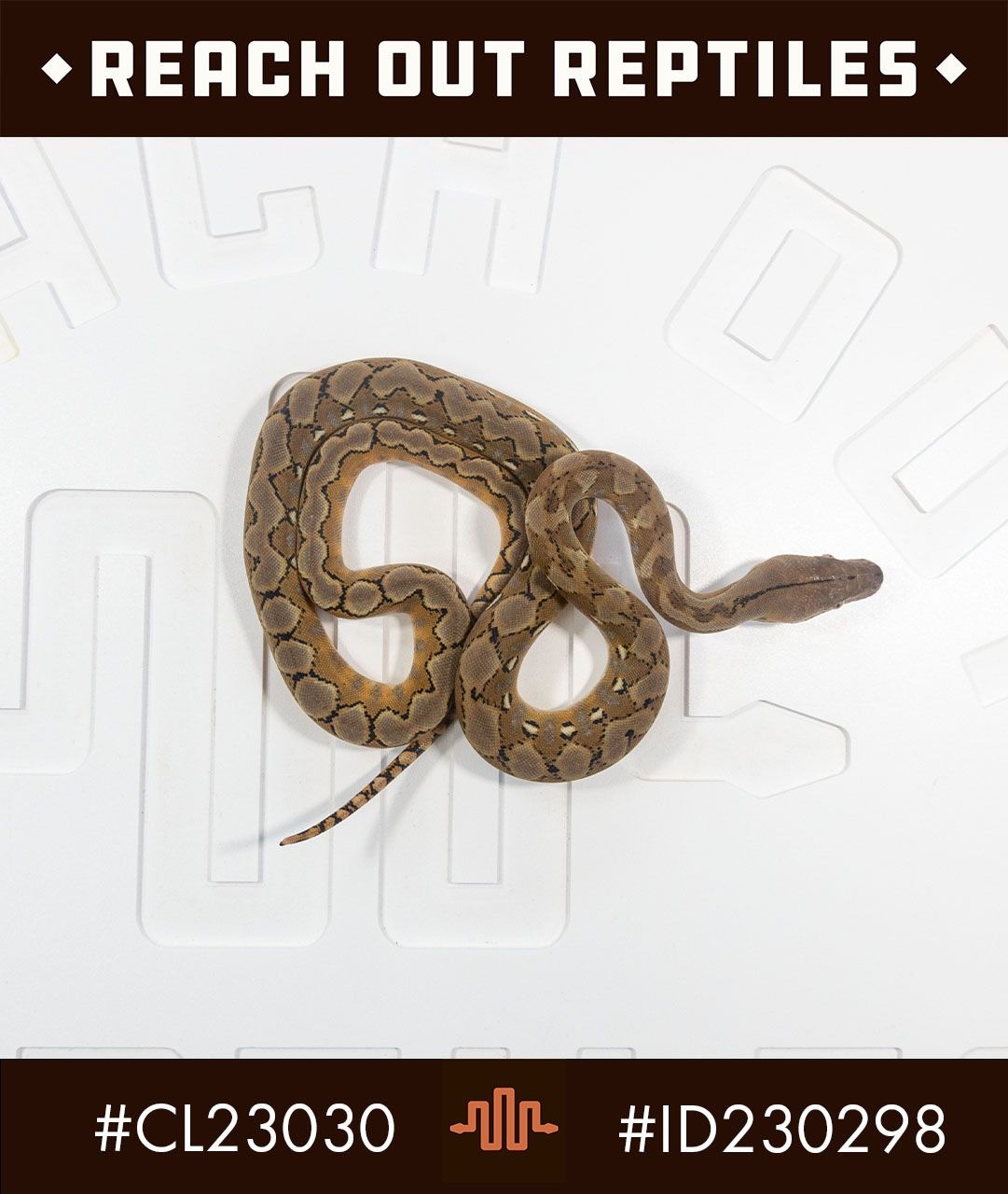 Sd Platinum Citron Reticulated Python by Reach Out Reptiles LLC ...