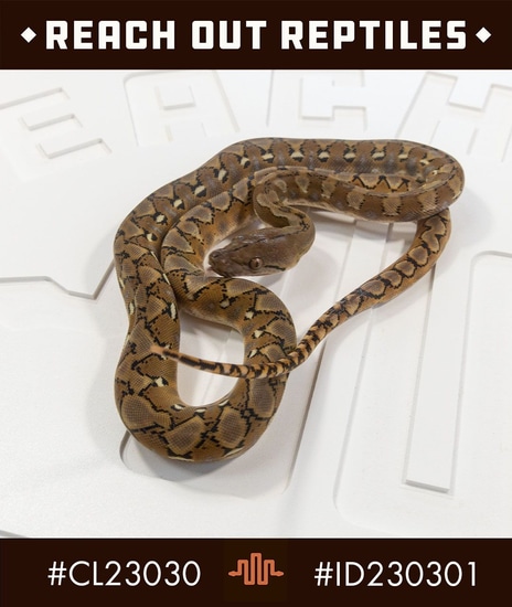 Sd Platinum Citron Reticulated Python by Reach Out Reptiles LLC
