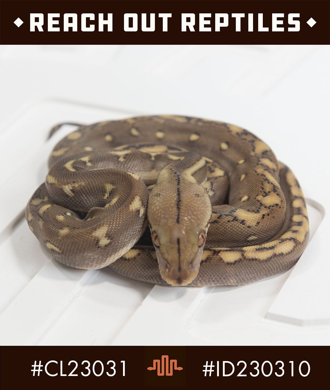 Sd Platinum Phantom Reticulated Python by Reach Out Reptiles LLC ...