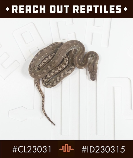 Sd Anery Platinum Phantom Reticulated Python by Reach Out Reptiles LLC