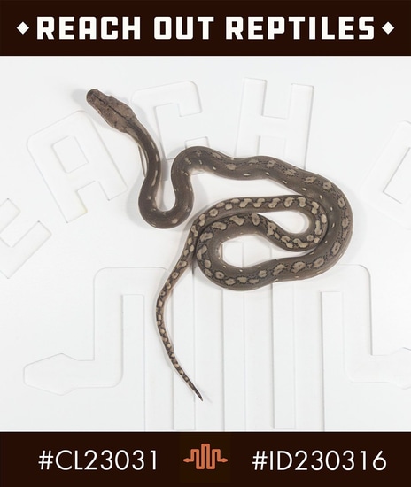 Sd Anery Phantom Reticulated Python by Reach Out Reptiles LLC