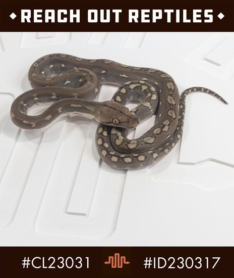 Sd Anery Phantom Reticulated Python by Reach Out Reptiles LLC