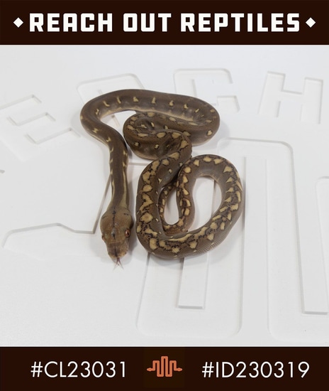 Sd Phantom 66% Het Anery Reticulated Python by Reach Out Reptiles LLC