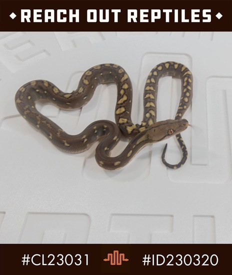 Sd Phantom 66% Het Anery Reticulated Python by Reach Out Reptiles LLC