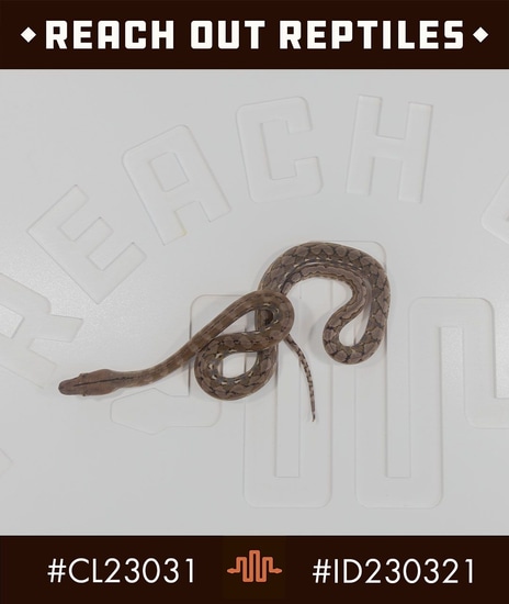 Sd Anery Platinum Reticulated Python by Reach Out Reptiles LLC