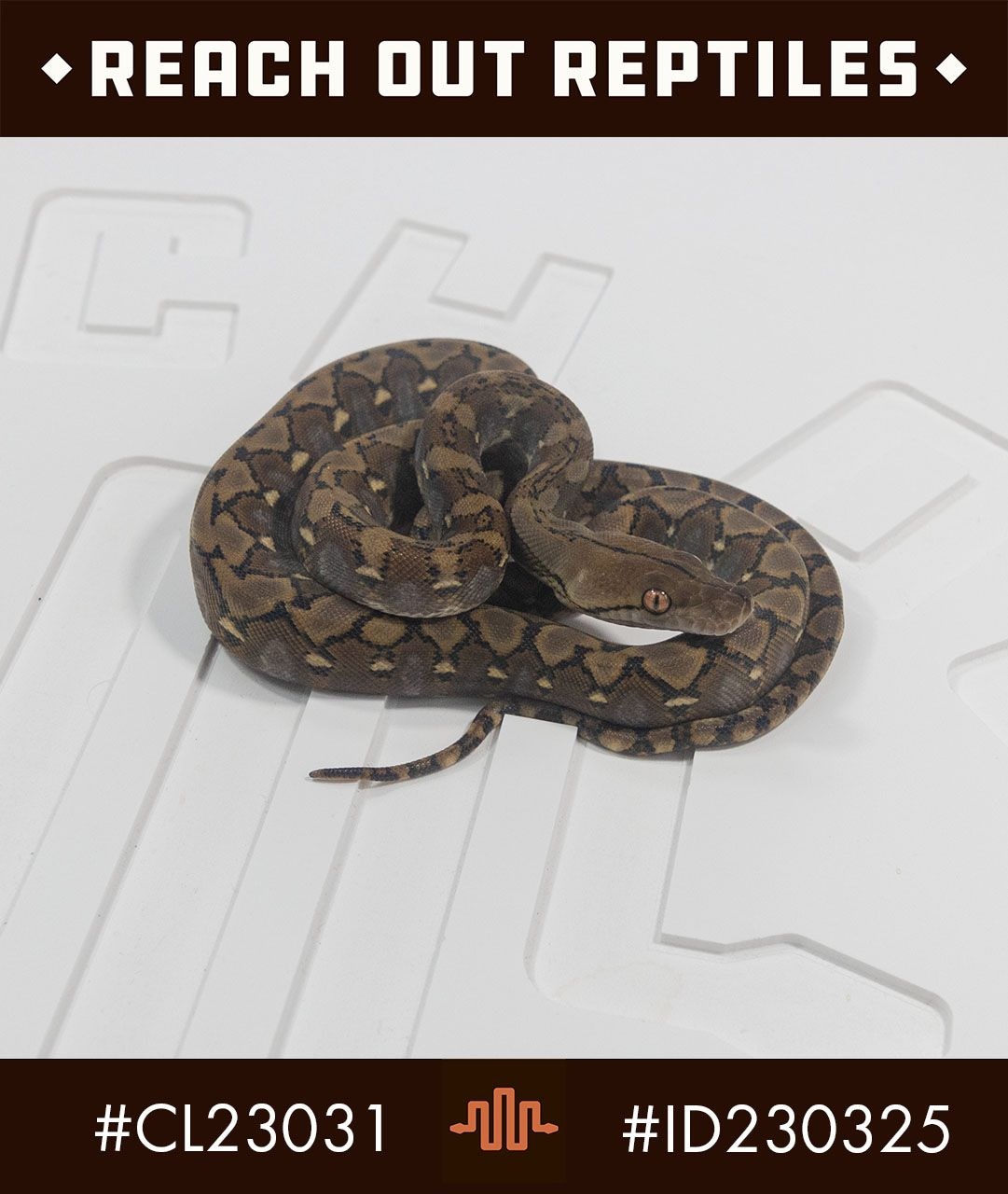 Sd Wild Type Reticulated Python by Reach Out Reptiles LLC - MorphMarket