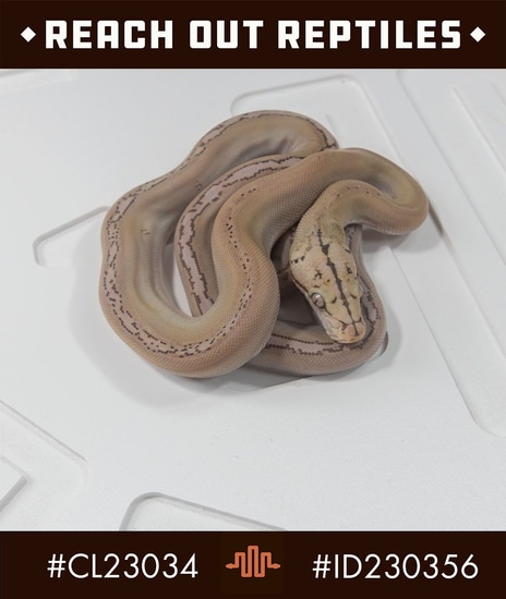 D Golden Child Orange Glow Snow Reticulated Python by Reach Out ...