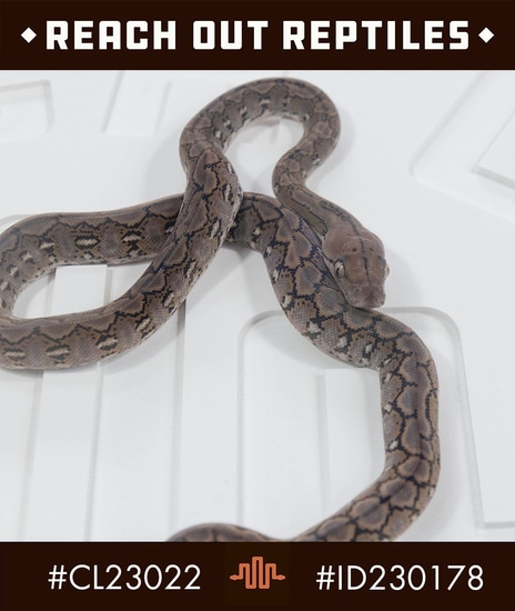 Sd Wild Type (Anery) Reticulated Python by Reach Out Reptiles LLC