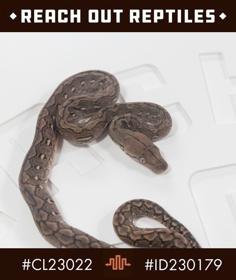 Sd Wild Type Reticulated Python by Reach Out Reptiles LLC