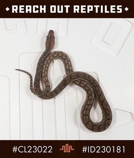 Sd Wild Type Reticulated Python by Reach Out Reptiles LLC