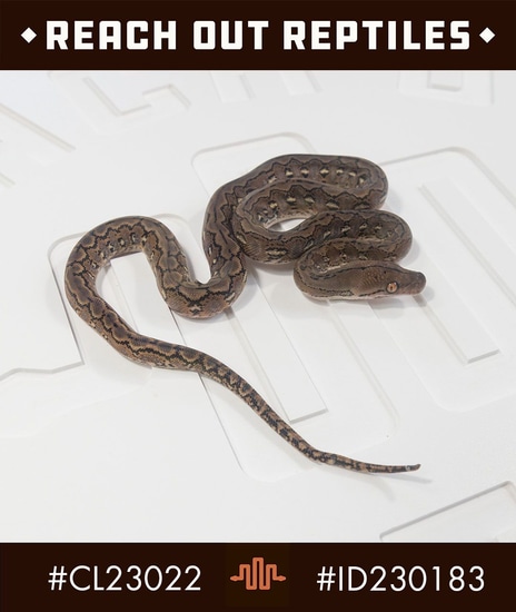 Sd Wild Type Reticulated Python by Reach Out Reptiles LLC