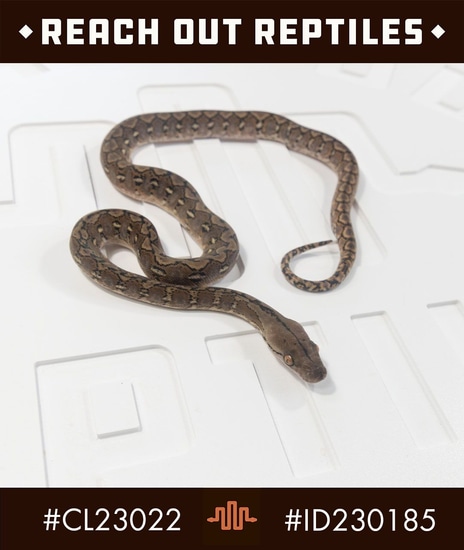 Pure Sd Kalatoa Reticulated Python by Reach Out Reptiles LLC