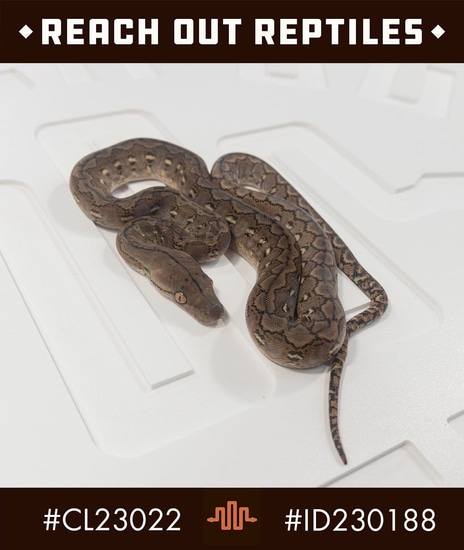 Sd Wild Type Reticulated Python by Reach Out Reptiles LLC