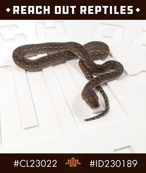 Sd Wild Type Reticulated Python by Reach Out Reptiles LLC