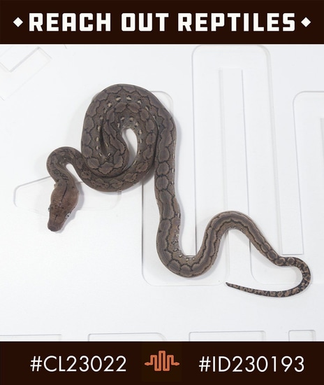 Sd Wild Type (Anery) Reticulated Python by Reach Out Reptiles LLC