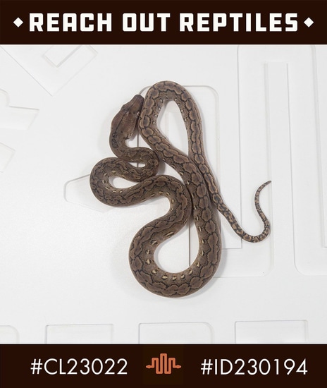 Sd Wild Type Reticulated Python by Reach Out Reptiles LLC
