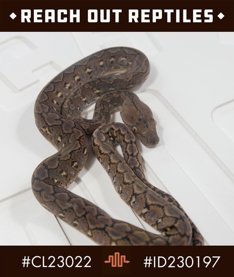 Sd Wild Type Reticulated Python by Reach Out Reptiles LLC