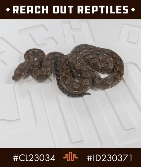 D Wild Type 66% Het Indo 66% Het Purple 66% Het Anery Reticulated ...