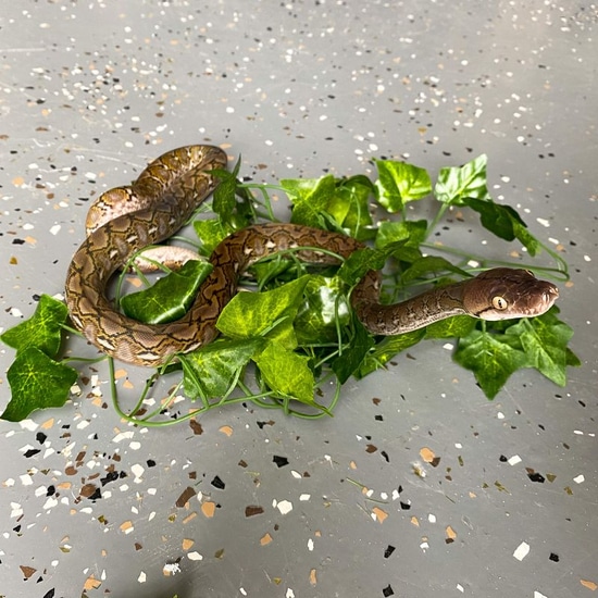 Super Dwarf Anery Reticulated Python by Reach Out Reptiles LLC