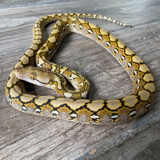 SD HOGS Reticulated Python by Reach Out Reptiles LLC