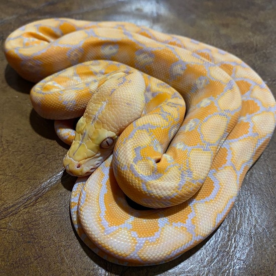 Sd Lavender Reticulated Python by Reach Out Reptiles LLC