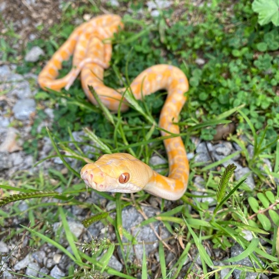 Sd Lavender Reticulated Python by Reach Out Reptiles LLC