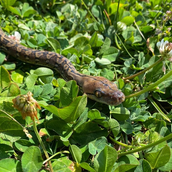 Sd Wild Type Reticulated Python by Reach Out Reptiles LLC