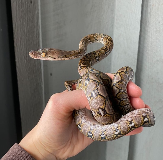 Sd Wild Type Reticulated Python by Reach Out Reptiles LLC