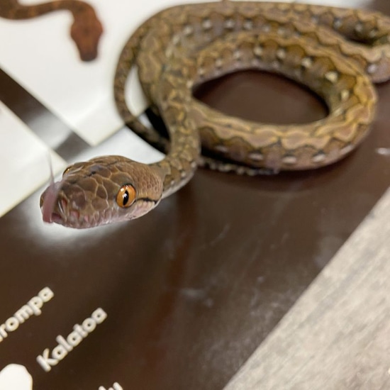 Sd Wild Type Reticulated Python by Reach Out Reptiles LLC